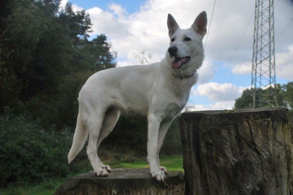 Welthundetag - World Dog Day - 10. Oktober 2026