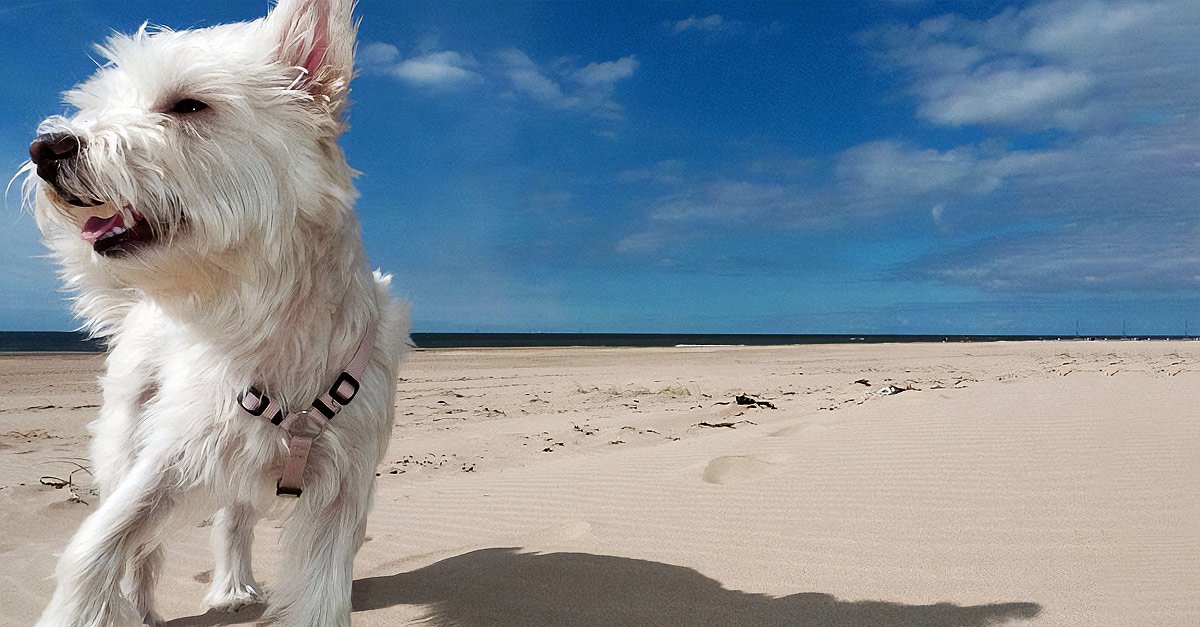 Welthundetag - World Dog Day - 10. Oktober 2025