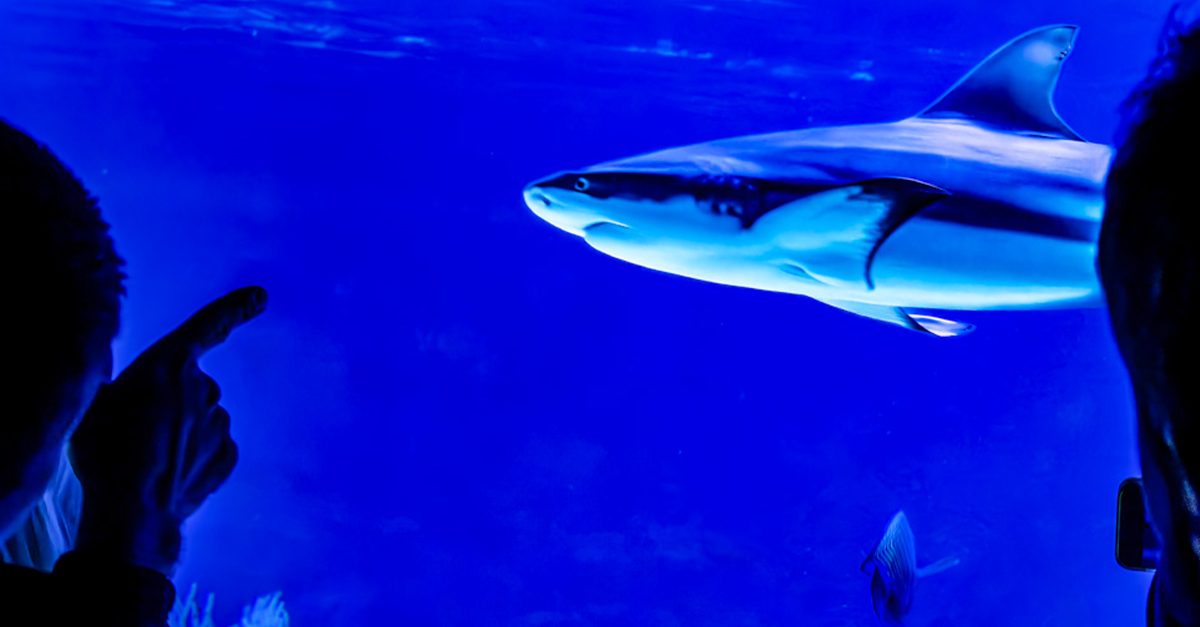 Hug-a-Shark-Day - Umarme-einen-Hai-Tag - 2025