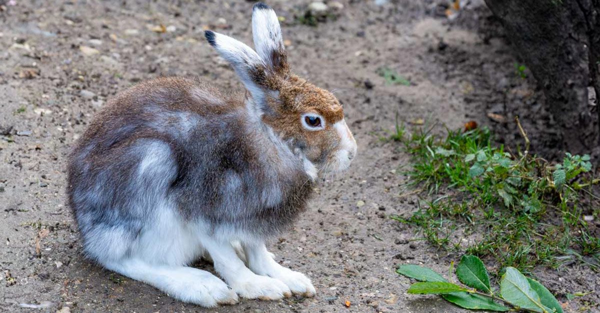 Internationaler Tag des Hasen - International Rabbit Day - 2025
