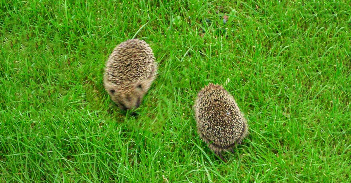 Tag des Igels - Hedgehog Day in den USA - 2. Februar
