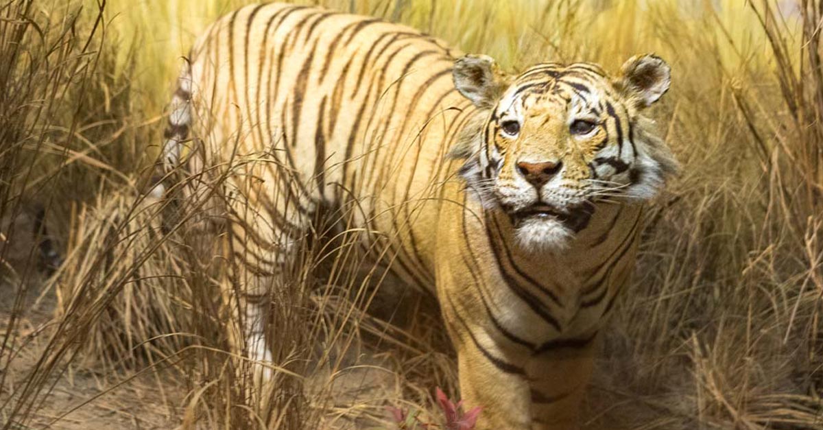 Internationaler Tag des Tigers - International Tiger Day - 29. Juli