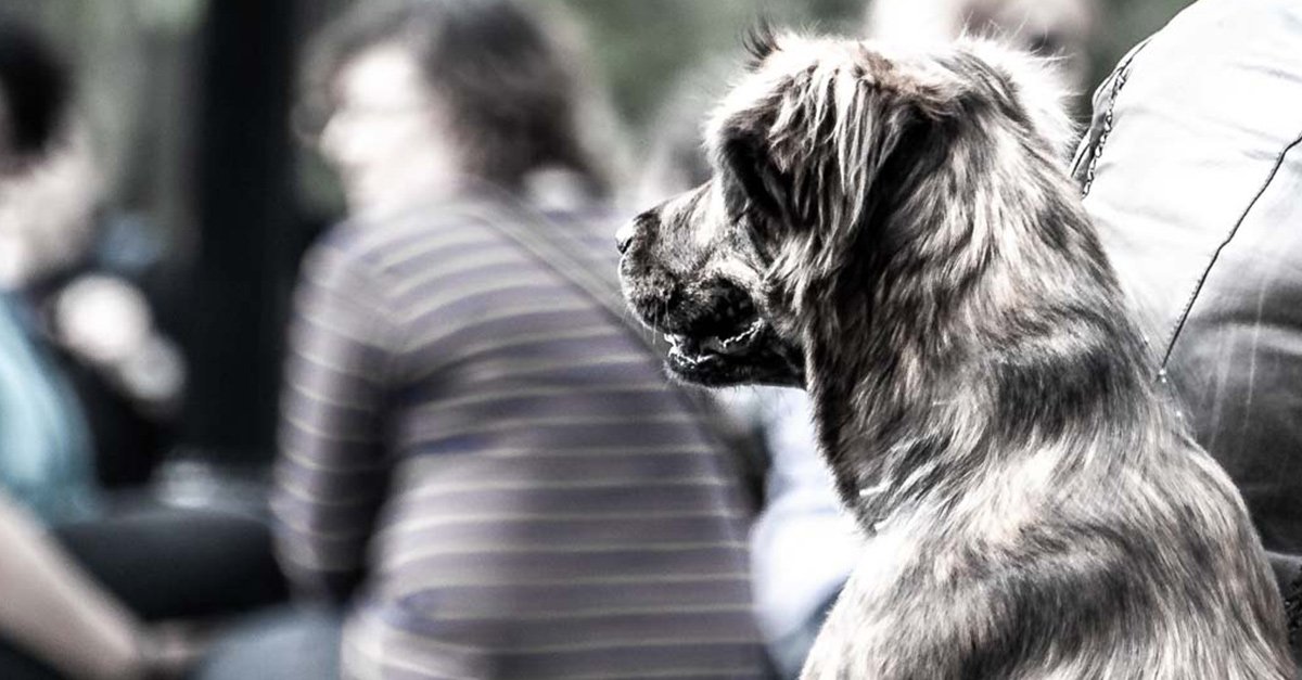 National Checkers Day - Dogs in Politics Day USA - 23. September