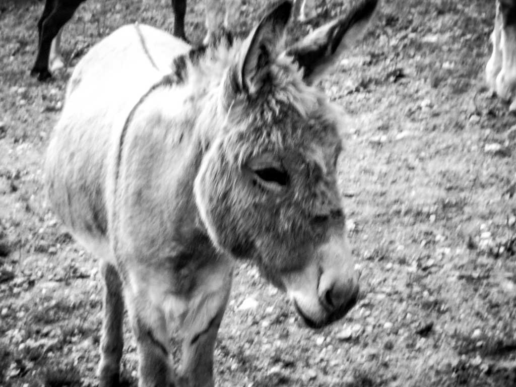 Ehrentag des Maultiers - National Mule Appreciation Day: 26. Oktober