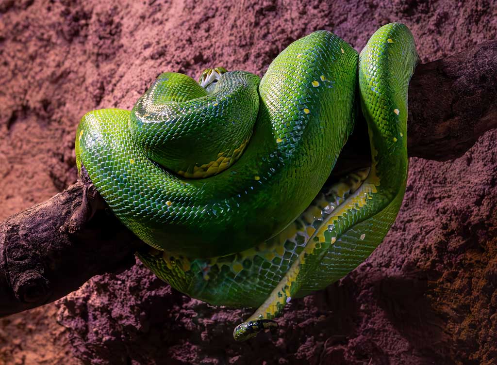 Tag der Schlange in den USA - National Serpent Day - 1. Februar