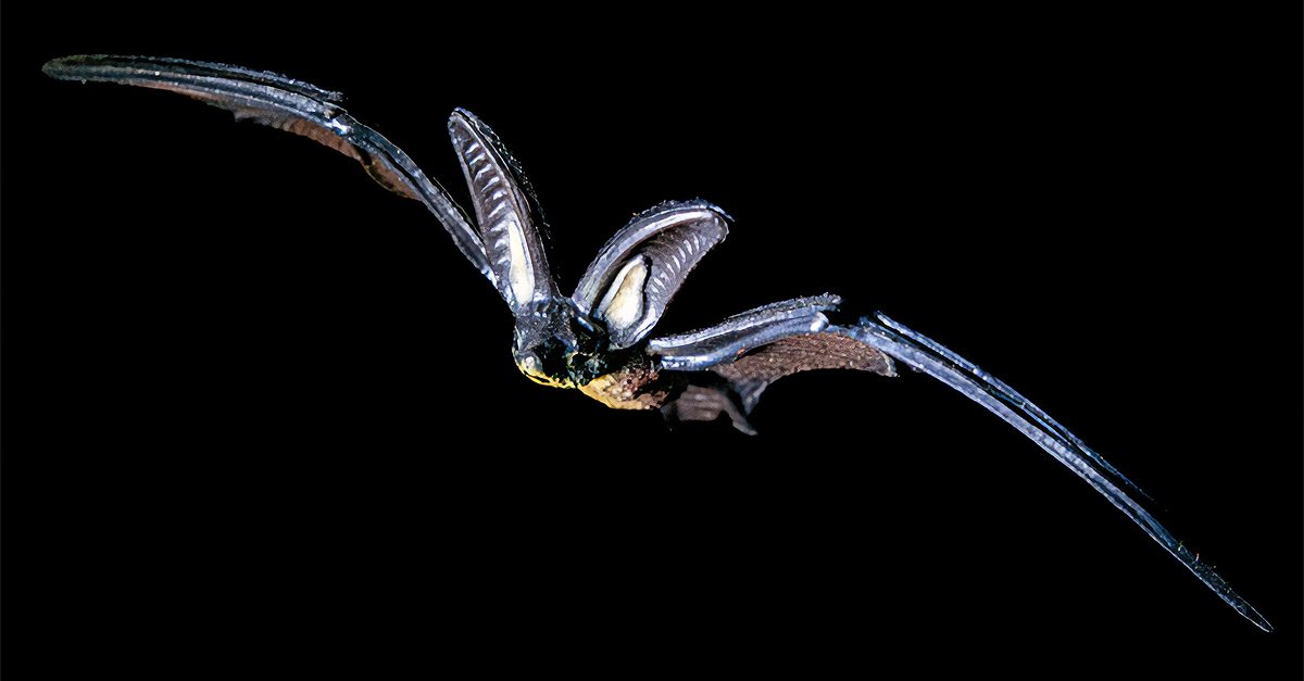 Ehrentag der Fledermaus - National Bat Appreciation Day USA - 17. April