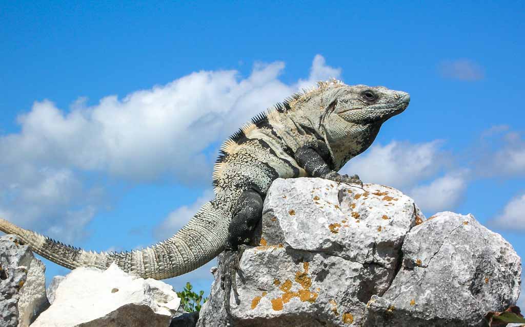Tag des Leguans - National Iguana Awareness Day USA - 8. September