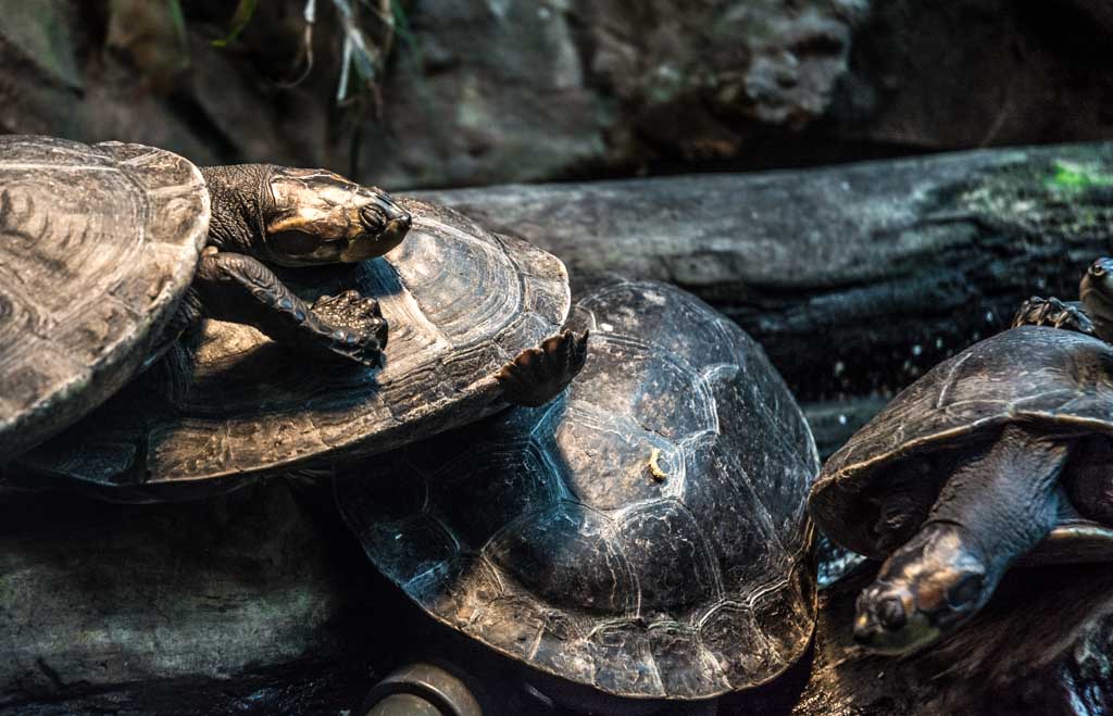 Tag des Nichtstuns - Zero Tasking Day in den USA - 2025