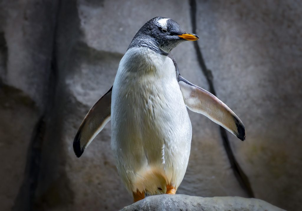 Tier-Feiertage aus aller Welt - www.kuriose-feiertage.de