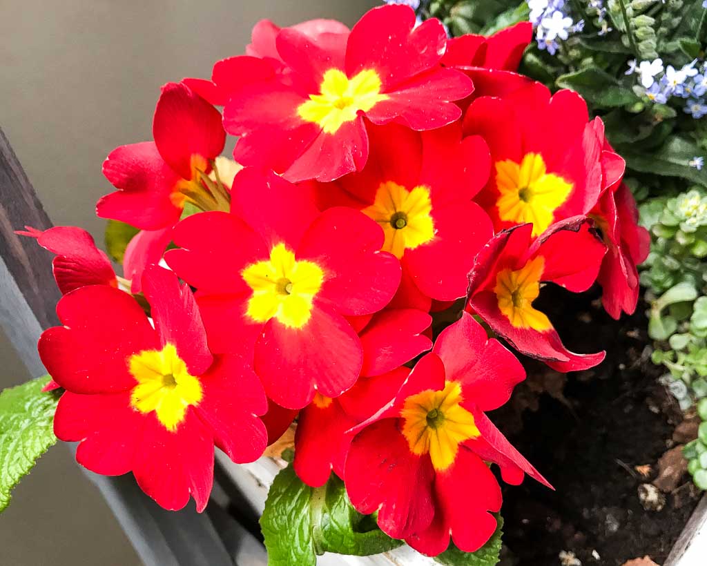 Primel-Tag - Primrose Day in Großbritannien - 19. April 2025