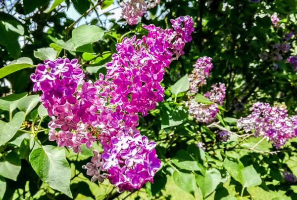 Wear the Lilac Day - 25. Mai 2025