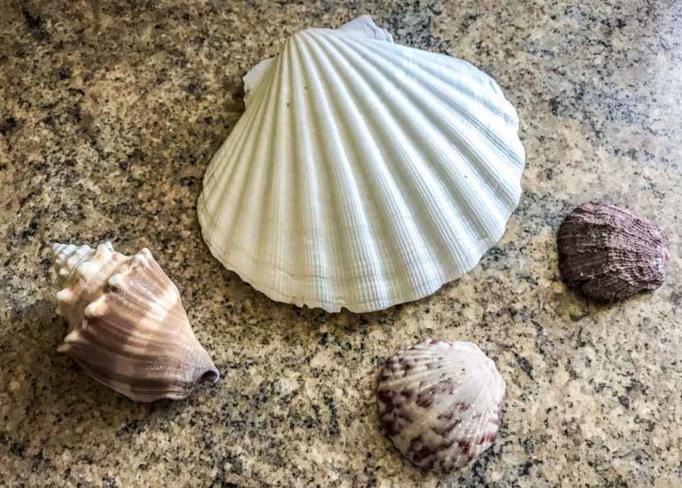 Muschel-Tag - National Seashell Day in den USA - 21. Juni 2025