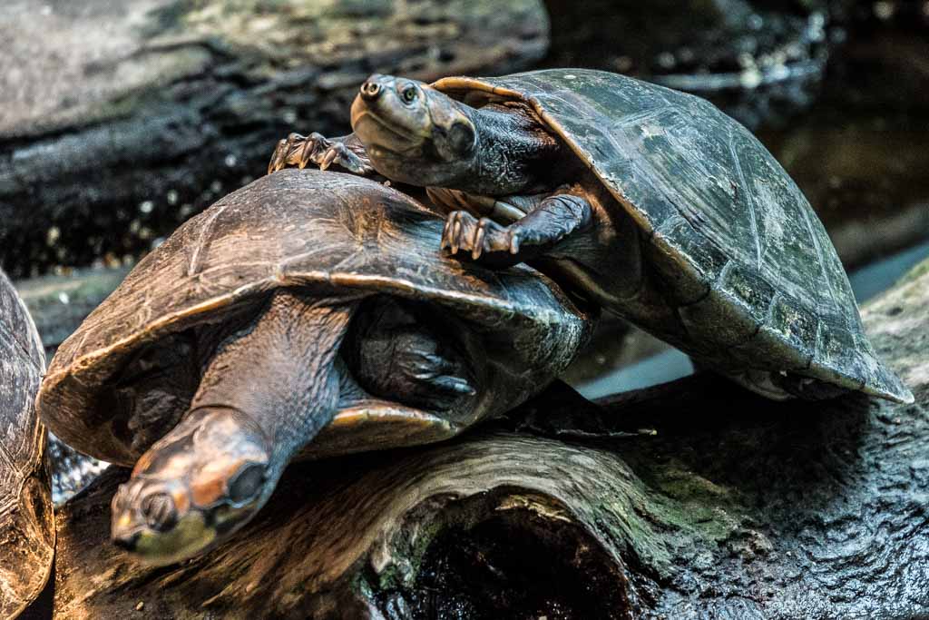 Schildkröten-Patenschaften-Tag - Turtle Adoption Day - 27. November