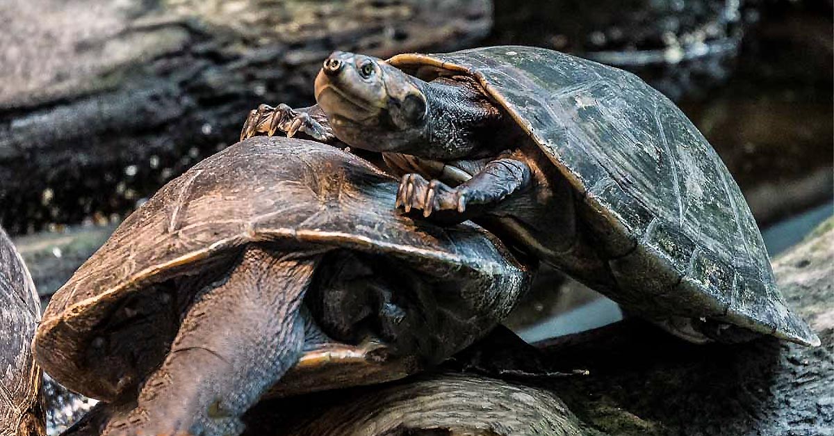 Schildkröten-Patenschaften-Tag - Turtle Adoption Day - 27. November