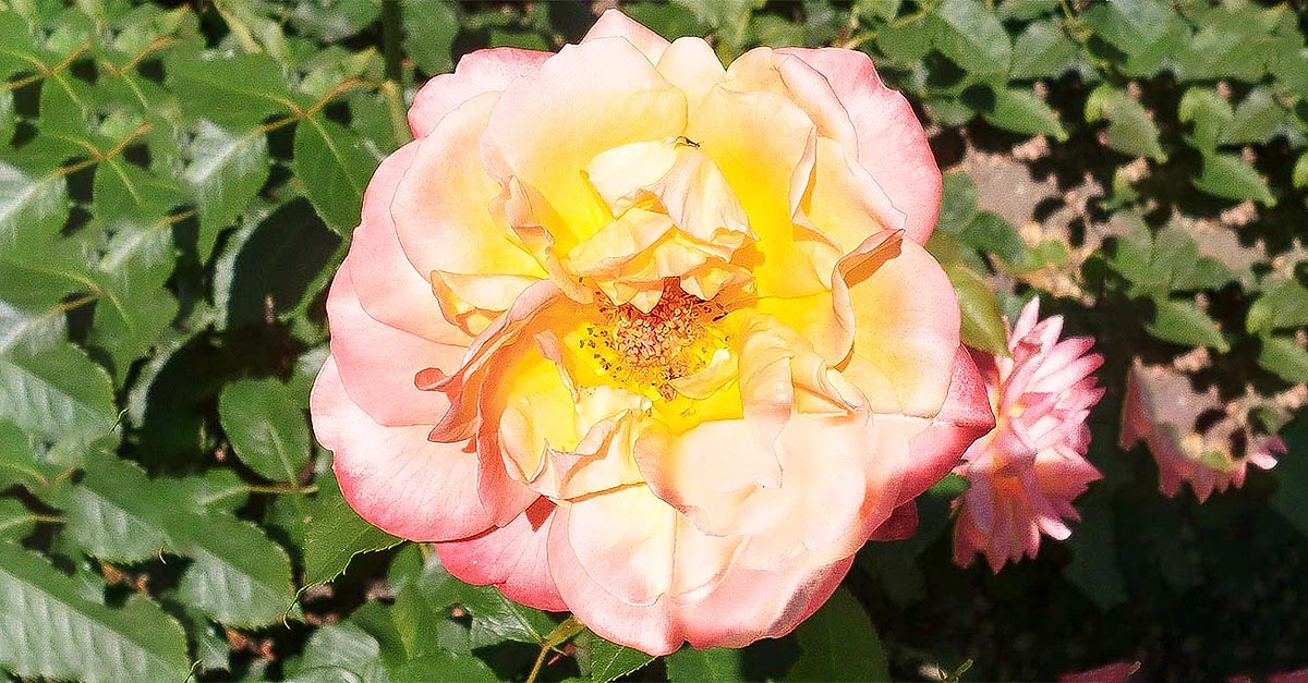 Tag der Gloria Dei - National Peace Rose Day USA - 29. April