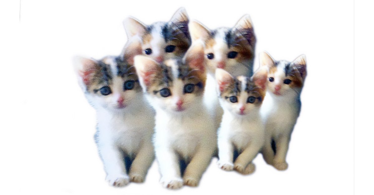 Tag der süßen Katzenbabys – Cuddly Kitten Day in den USA - 23. März