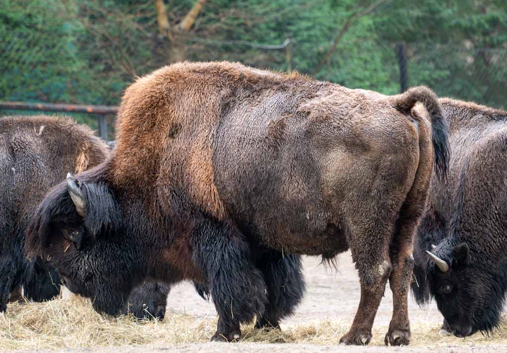 Bison-ten Yell Day in den USA - 2. September 2025