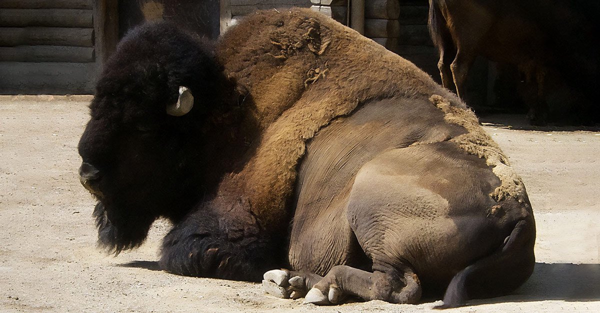 Bison-ten Yell Day in den USA - 2. September 2025