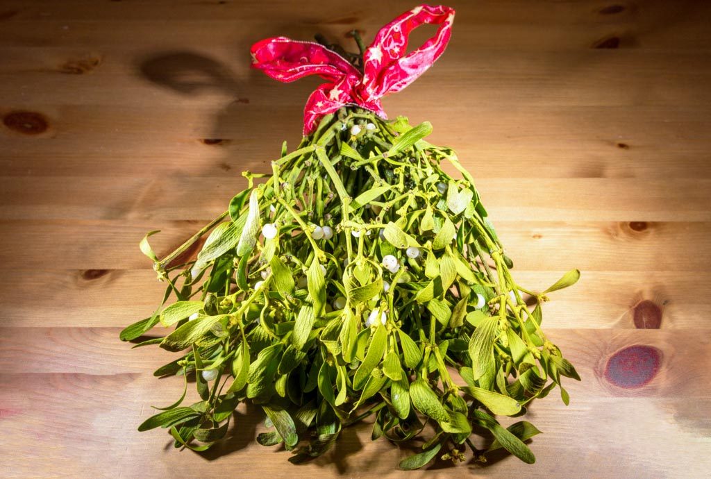 Mistelzweig-Tag – National Mistletoe Day in Großbritannien - 1. Dezember