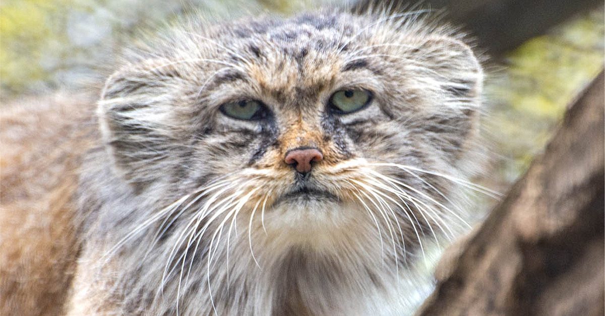 Tag der Pallaskatzen - International Pallas’s Cat Day