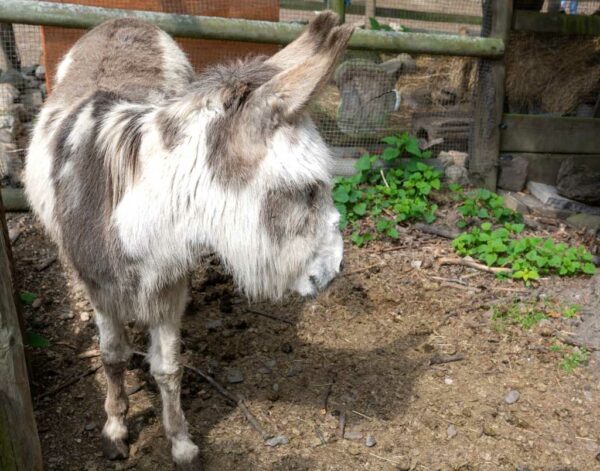 Welttag der Esel – World Donkey Day - 8. Mai 2025