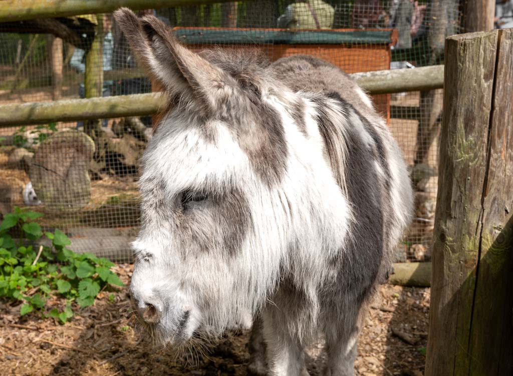 Welttag der Esel – World Donkey Day - 8. Mai 2025