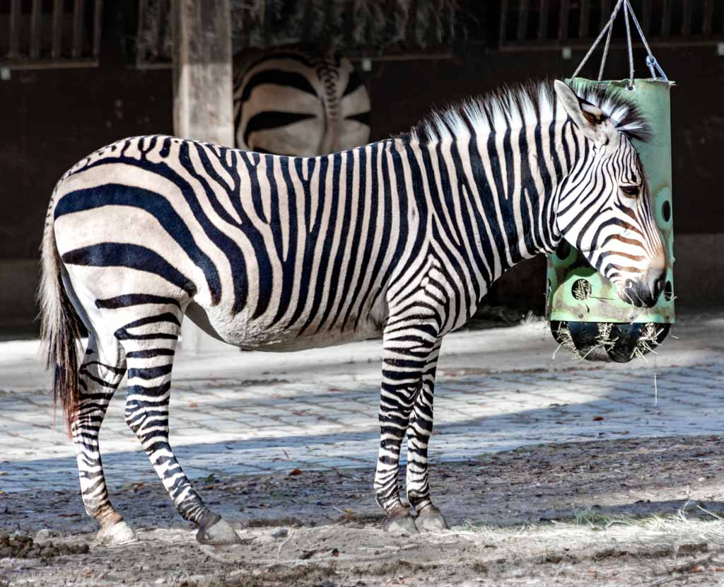 Internationaler Zebra-Tag - International Zebra Day 2025