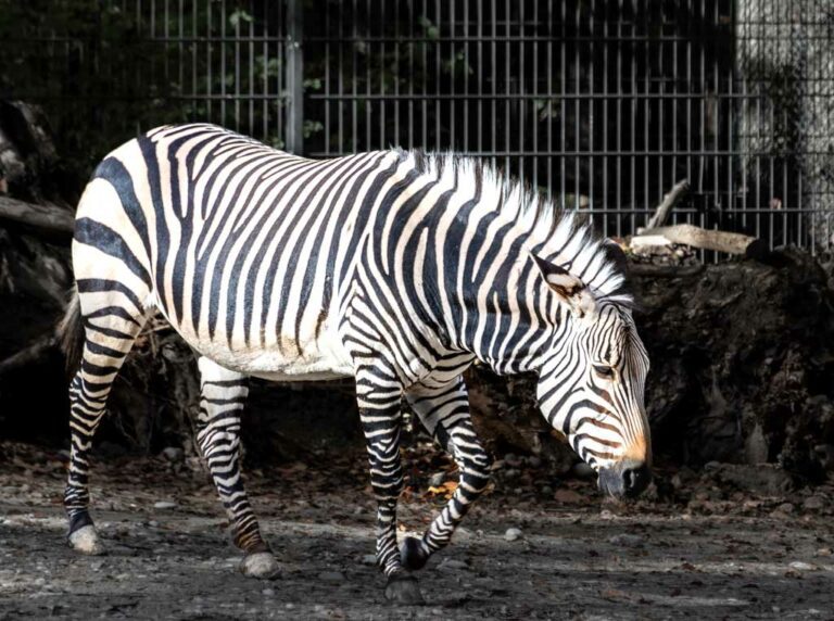 Internationaler Zebra-Tag - International Zebra Day 2025