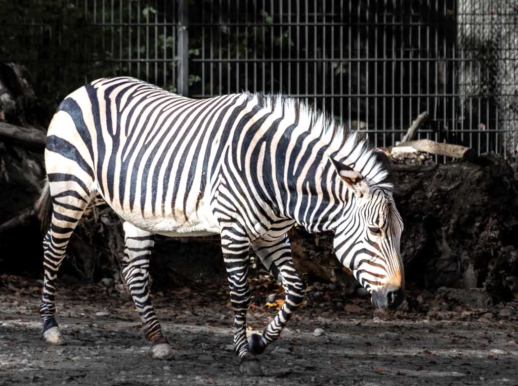 Internationaler Zebra-Tag - International Zebra Day 2025