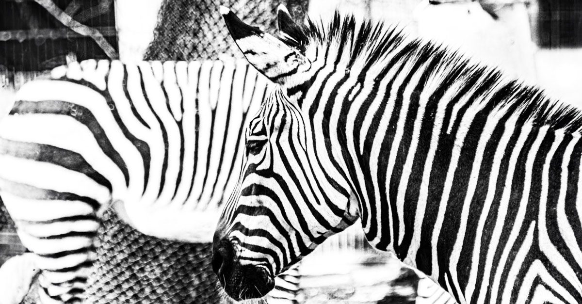Internationaler Zebra-Tag - International Zebra Day 2025
