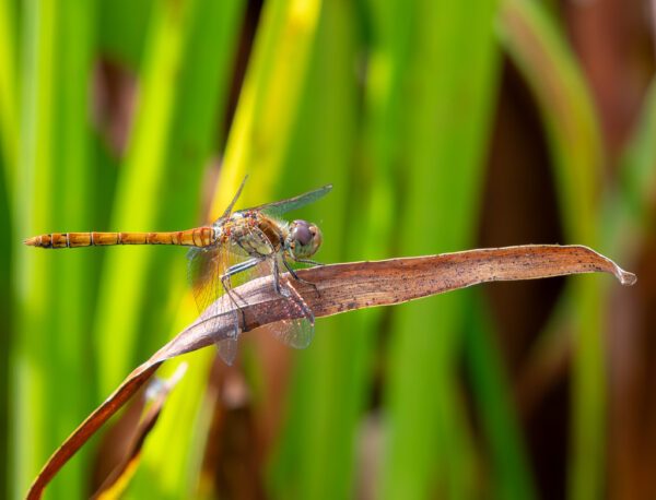 Tag der Libelle in den USA – National Dragonfly Day 2025