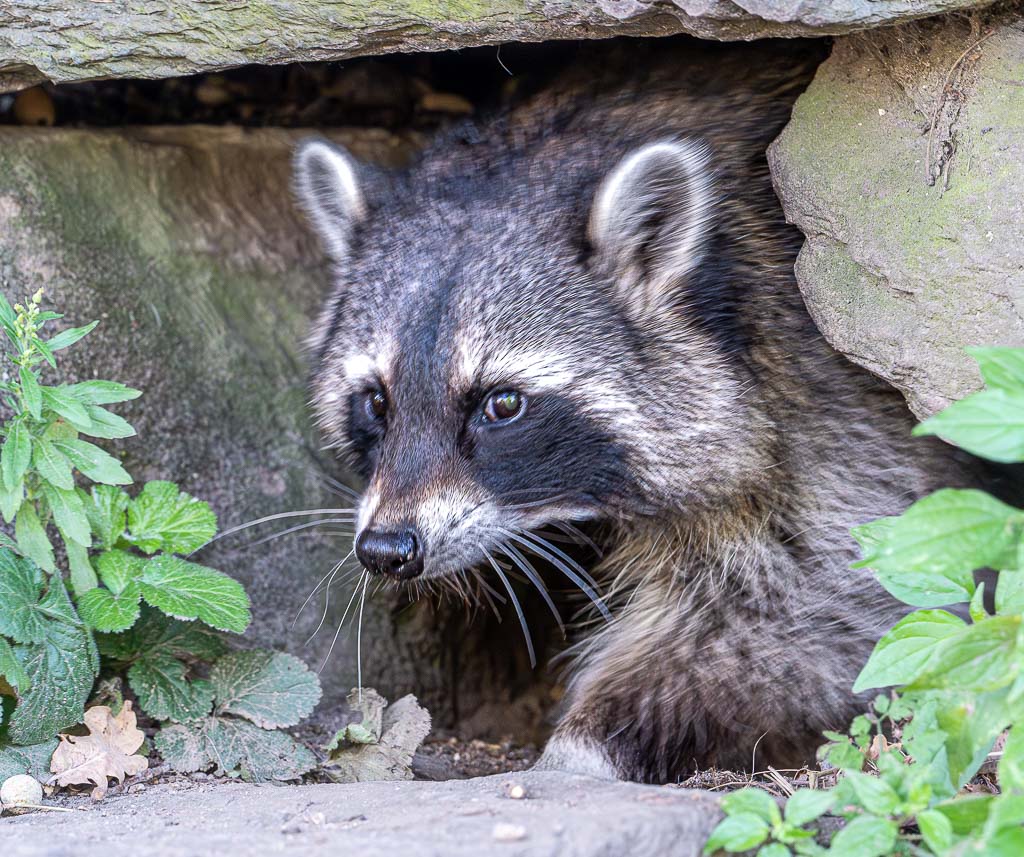 Ehrentag der Waschbären - International Raccoon Appreciation Day 2025