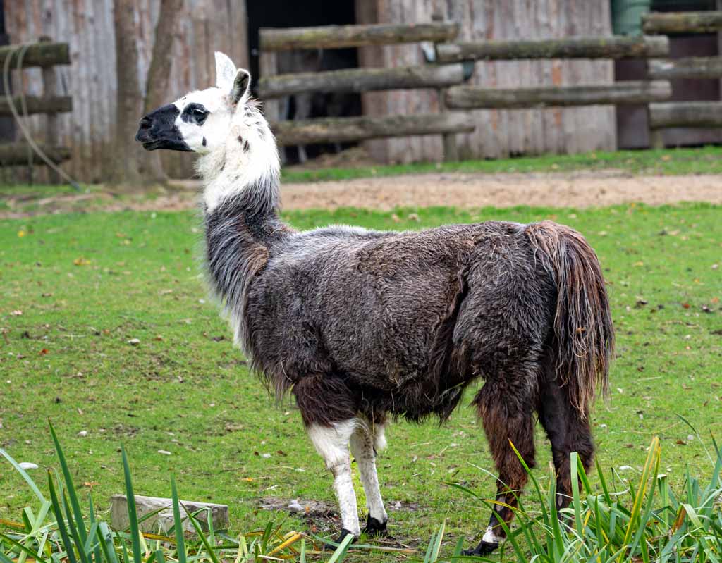 Tag des Lamas – National Llama Day in Kanada und den USA - 9. Dezember