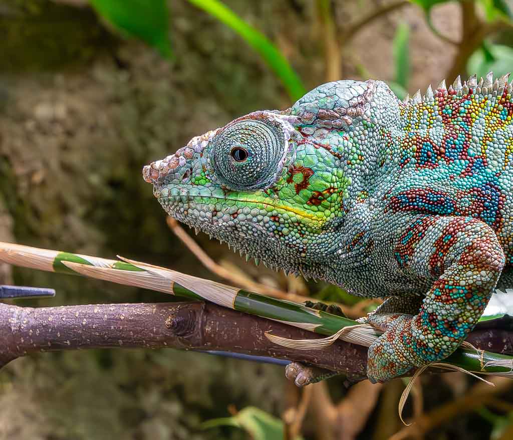 Internationaler Tag des Chamäleons - 9. Mai 2025
