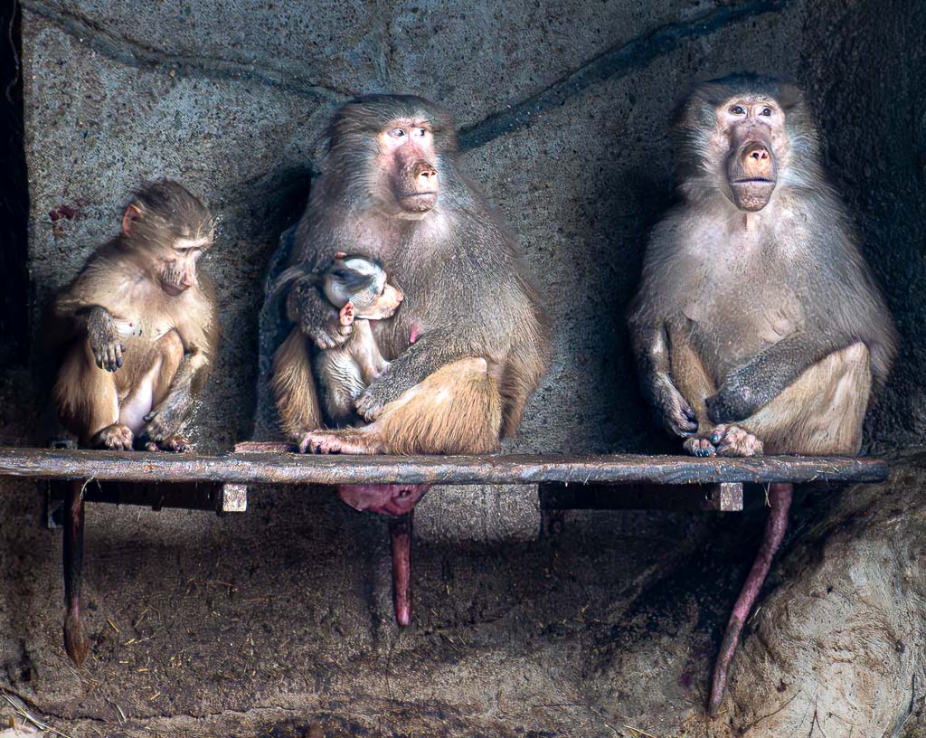 Internationaler Tag der Primaten – International Primate Day am 1 ...